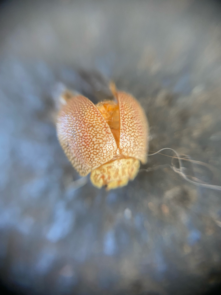 Dotted Paropsine Leaf Beetle from Weddington St, Los Angeles, CA, US on ...