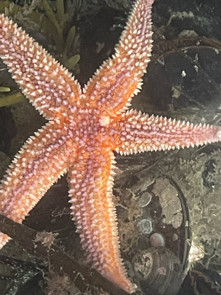 Common Sea Star from Harris Island Rd, York, ME, US on October 19, 2025 ...