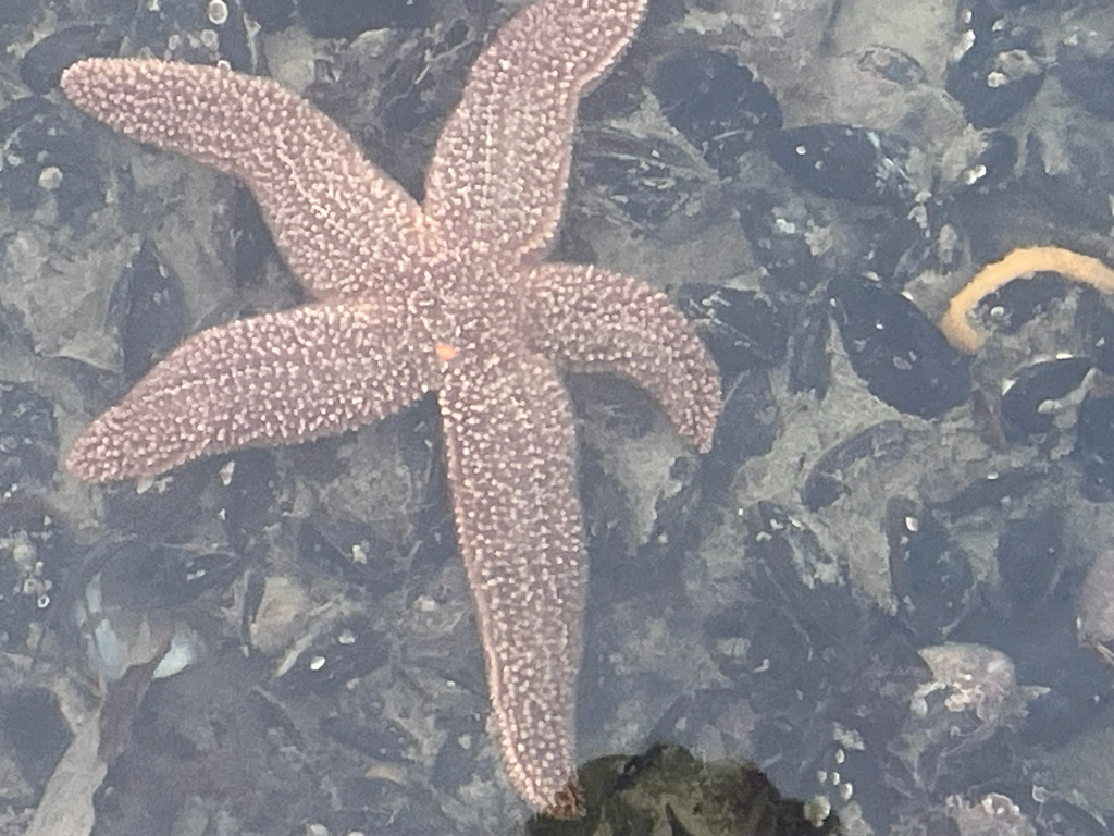 Forbes's Sea Star from Harris Island Rd, York, ME, US on October 19 ...