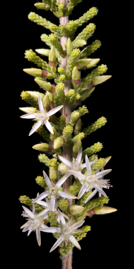 (Calytrix achaeta) - Botanical Realm