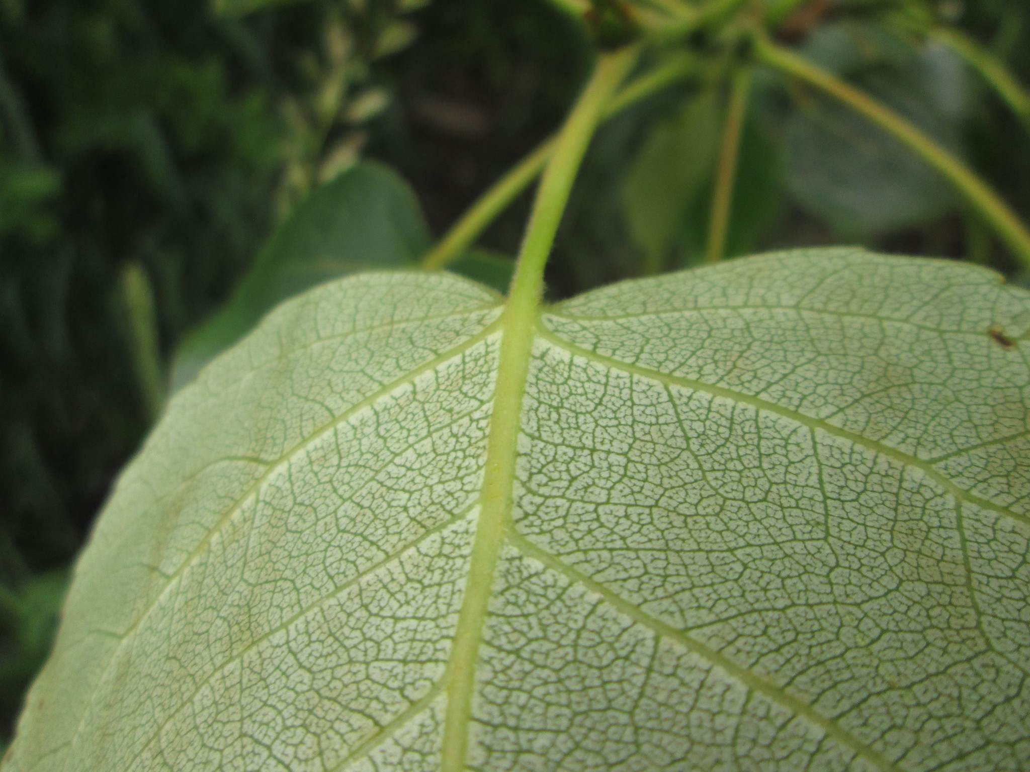 Populus ×jackii Sarg.