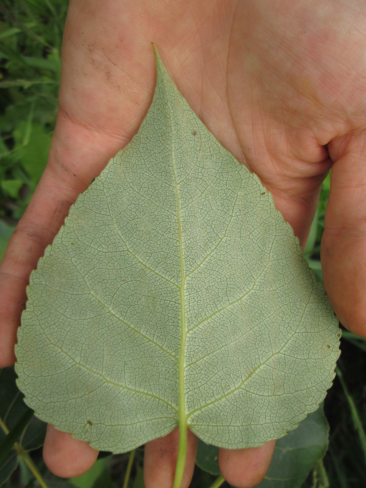 Populus ×jackii Sarg.