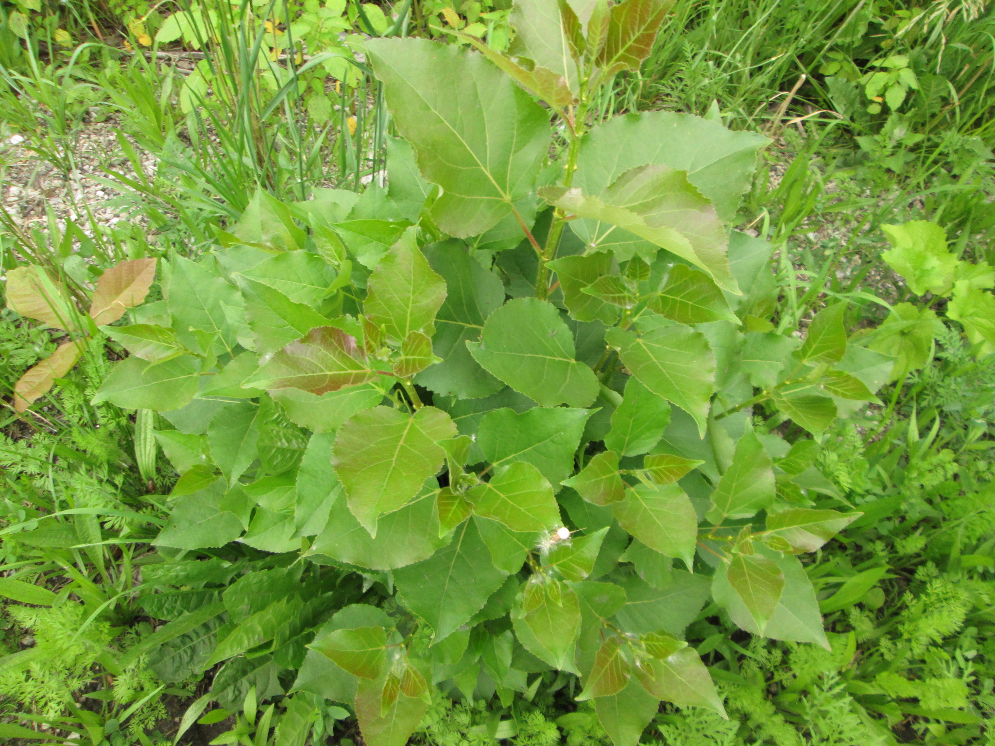 Populus ×jackii Sarg.