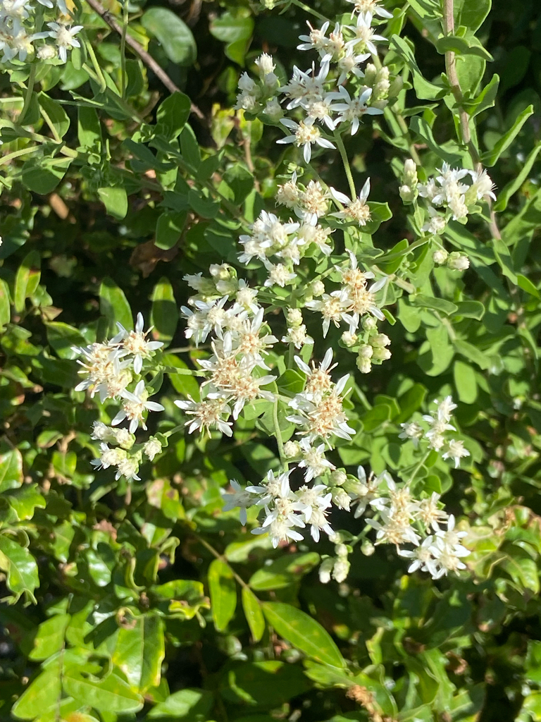 Dixie aster from Tiger Creek Preserve, FL, US on October 17, 2025 at 10 ...