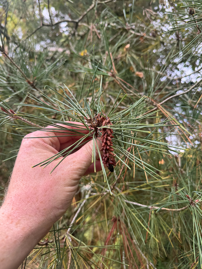 lodgepole pine from Phinney Ave N, Seattle, WA, US on October 19, 2025 ...