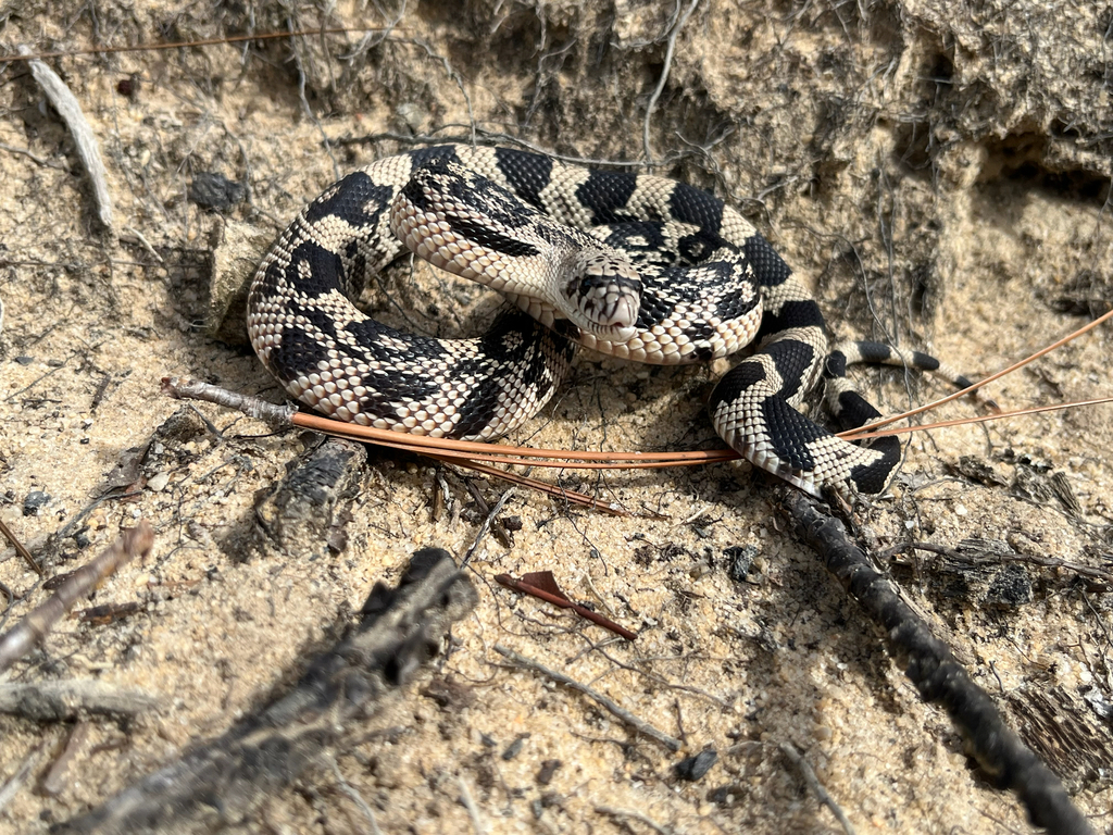 Northern Pine Snake in October 2025 by Matthew. Lifer #2!!! NC ...