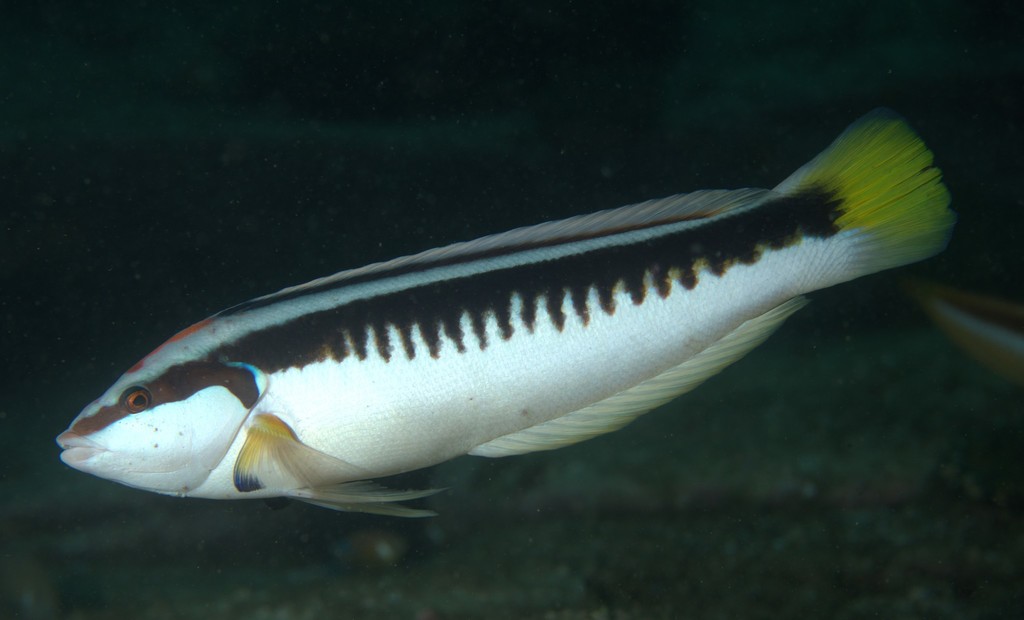 Comb Wrasse from New South Wales, Australia on December 21, 2019 at 07: ...