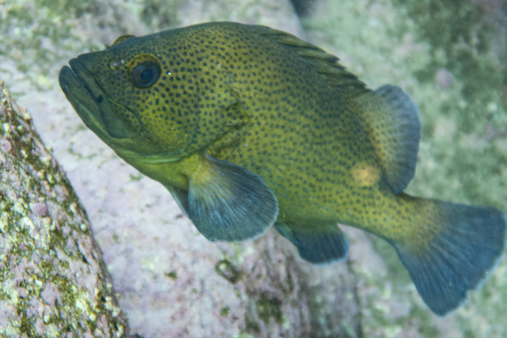 Eastern Wirrah from Manly NSW 2095, Australia on December 21, 2019 at ...