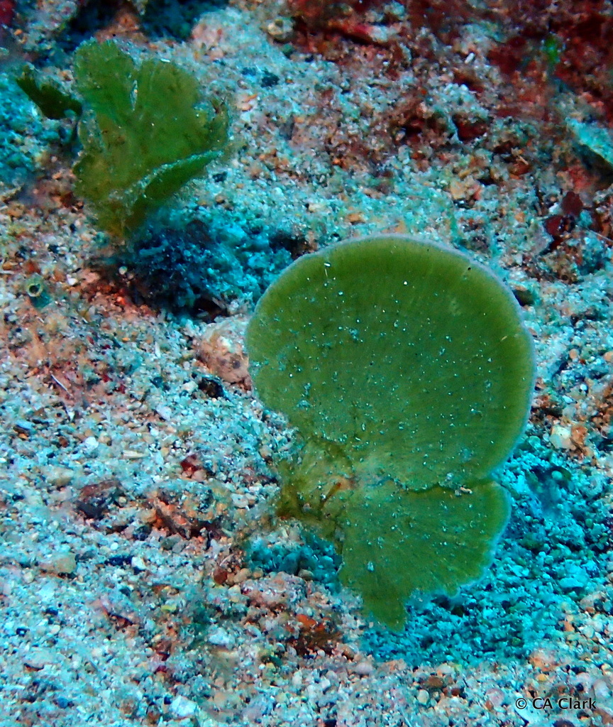 Mermaid's Fan (Udotea) - Botanical Realm