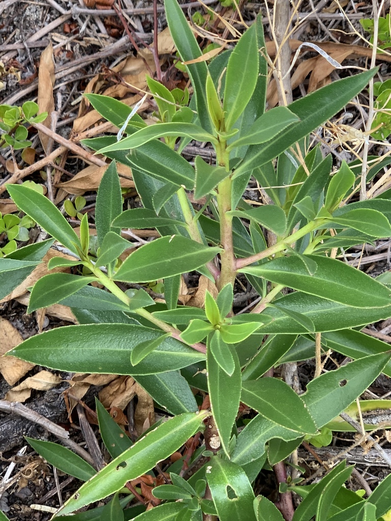 Australian Ngaio from WC, ZA on December 20, 2019 at 10:22 AM by Dave ...