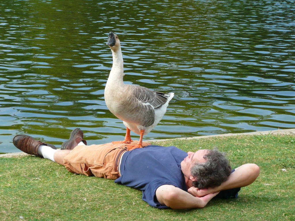 Domestic Swan Goose from Memorial Park, 6501 Memorial Dr, Houston, TX ...