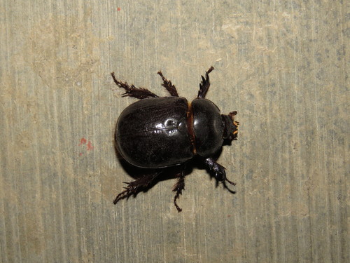 Bothynus complanus · iNaturalist Mexico