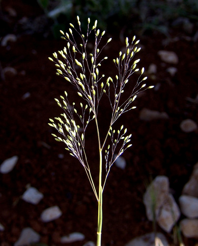 Colpodium biebersteinianum · iNaturalist