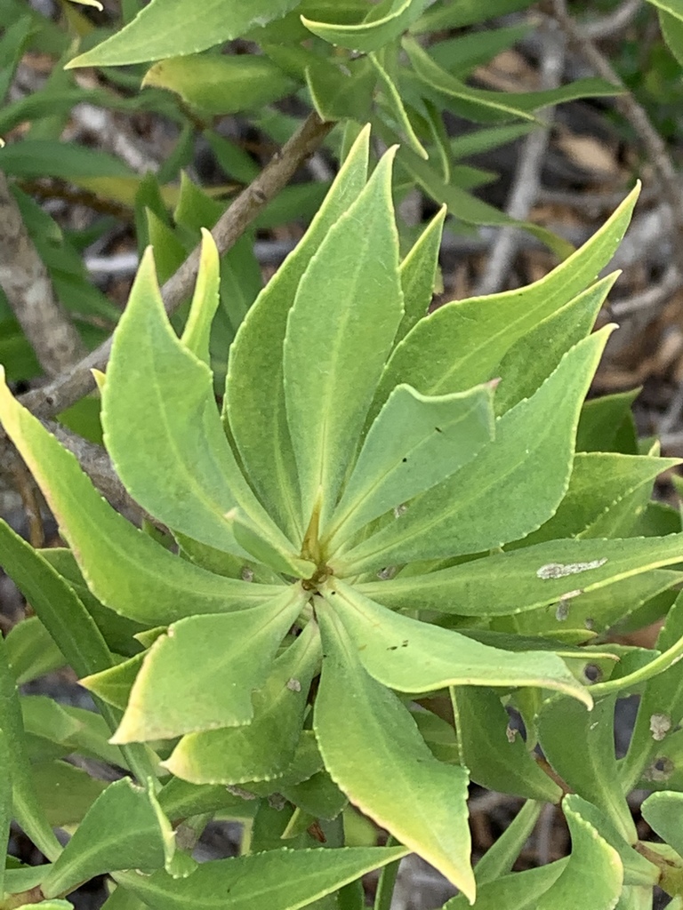Australian Ngaio from WC, ZA on December 20, 2019 at 10:34 AM by Dave ...