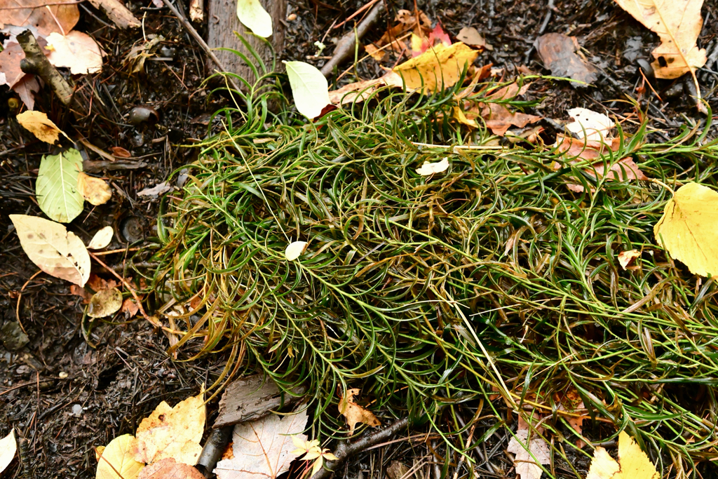 robbins' pondweed from Windingwood Cir, Lincoln, MA, US on October 20 ...