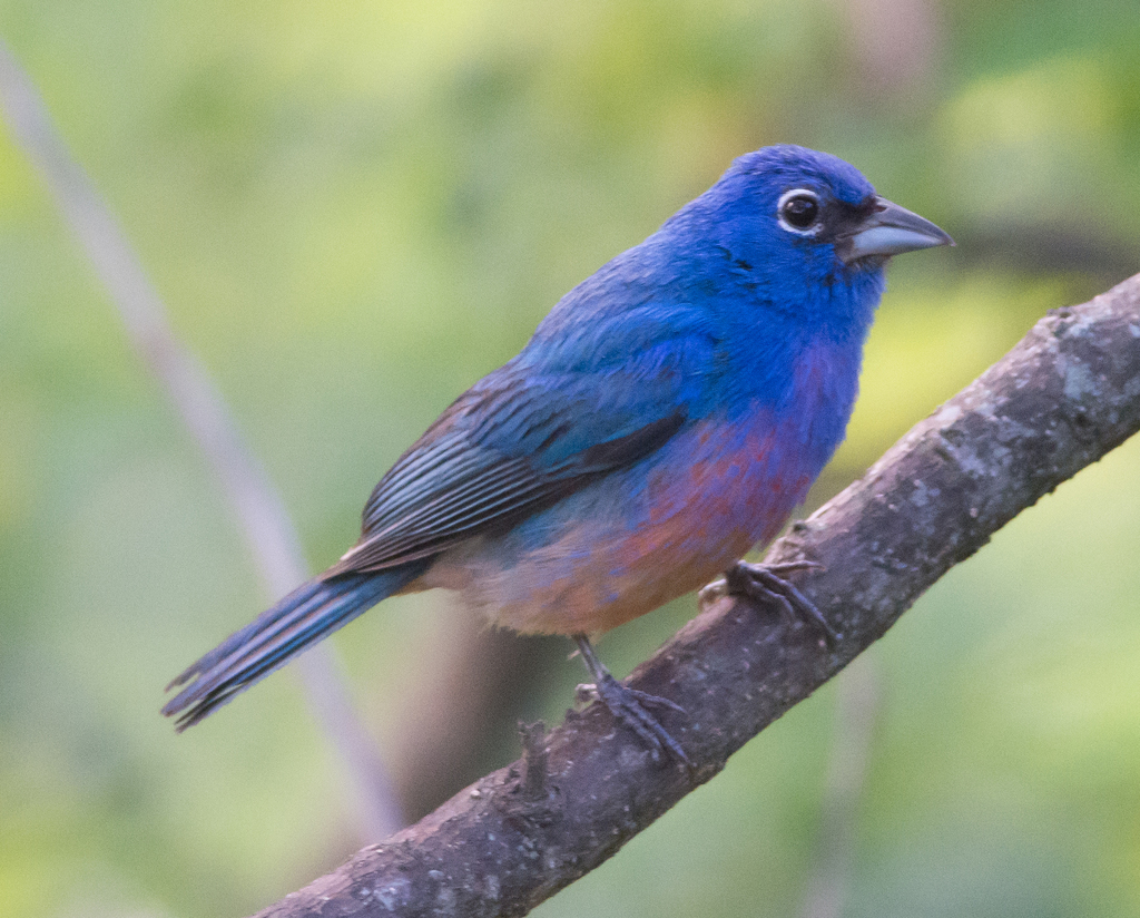 Rose-bellied Bunting (Passerina rositae) - Avian Discovery