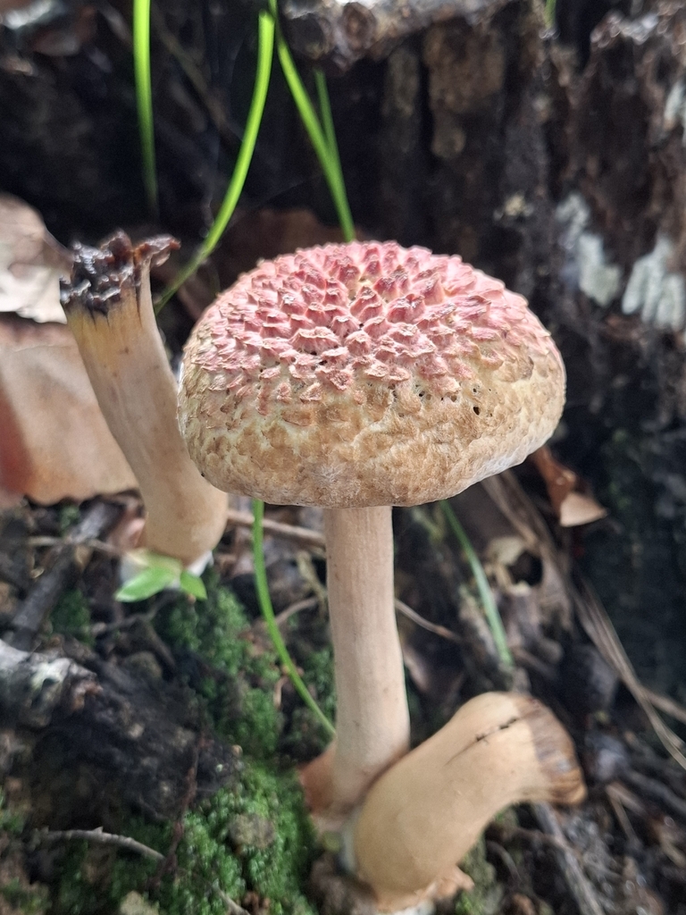 Pineapple Bolete from Estelí, Nicaragua on October 18, 2025 at 01:54 PM ...