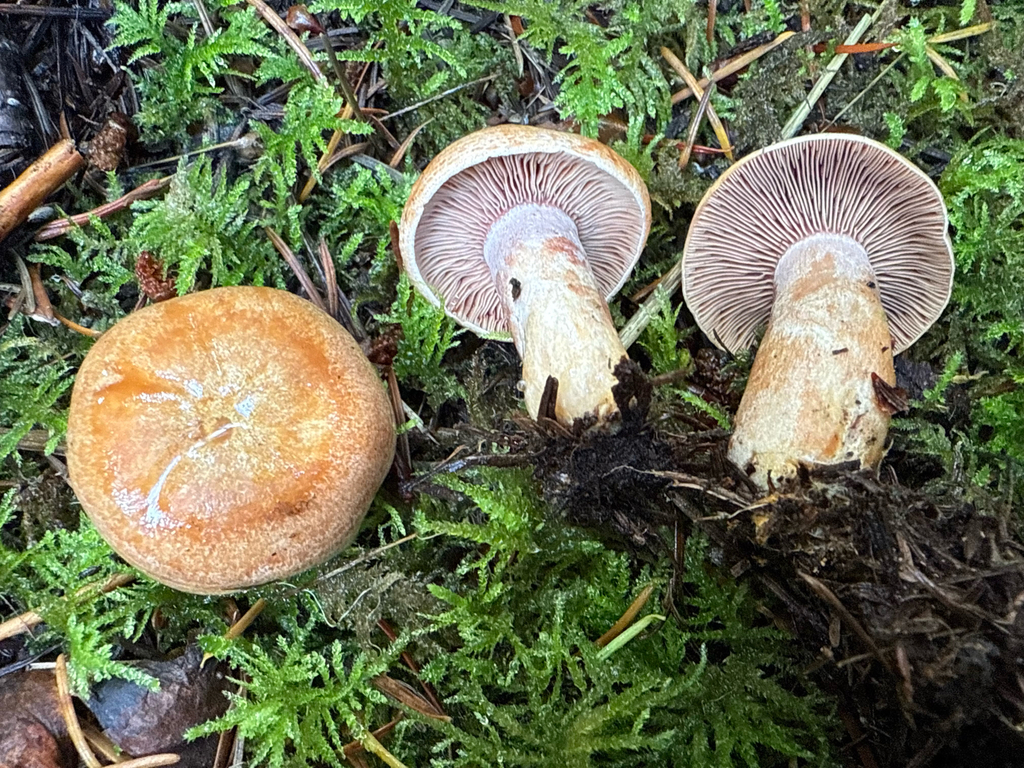 Red-bleeding Milk Cap in October 2025 by ym_wang_pnw · iNaturalist