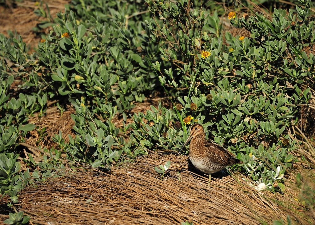 Wilson's Snipe from Cameron County, TX, USA on December 15, 2019 at 12: ...