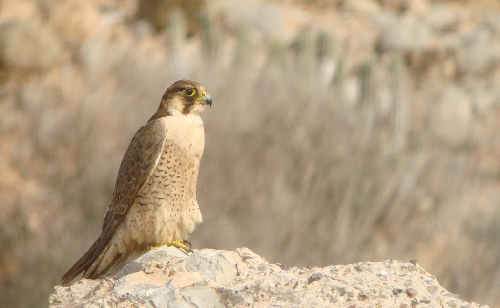 Barbary Falcon (Falco peregrinus pelegrinoides) - Avian Discovery