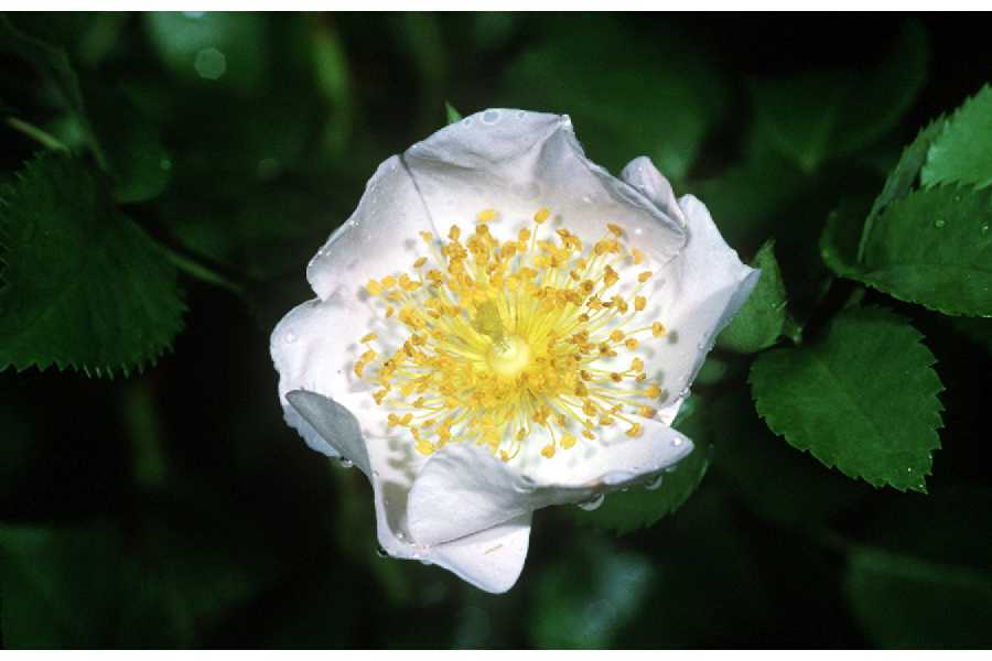 Carolina rose (Cape Cod Native Garden Plants) · iNaturalist