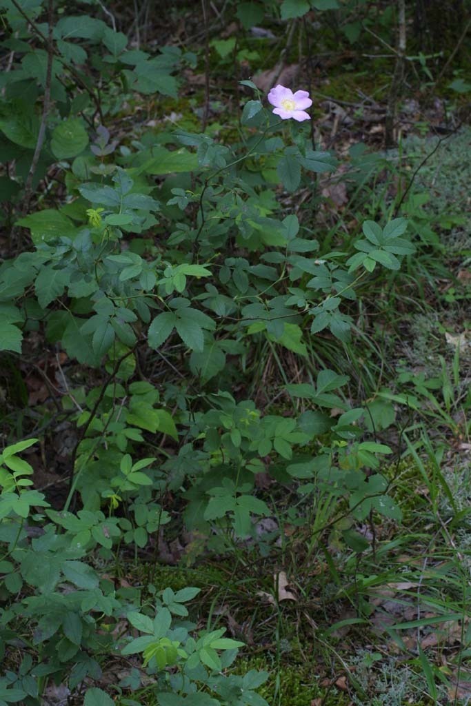 Carolina rose (Cape Cod Native Garden Plants) · iNaturalist