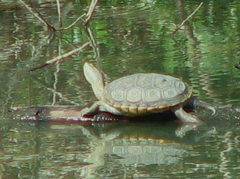 Texas Diamondback Terrapin in April 2010 by Jon McIntyre · iNaturalist