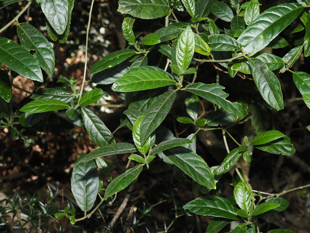 Claoxylon australe from Koondaii Circuit, Bunya Mountains NP ...