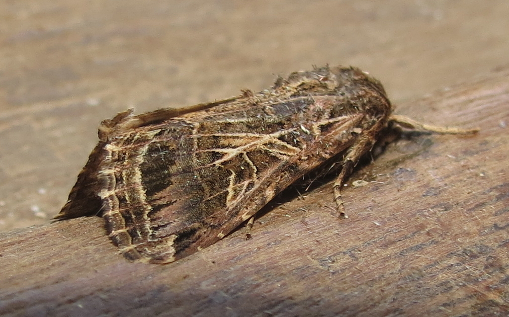 Mediterranean Brocade (Lepidoptera (butterflies and moths) of the ...