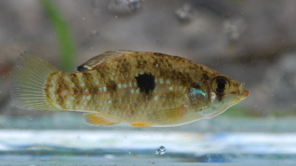 Pupfishes (Cyprinodontidae) - Marine Life Identification