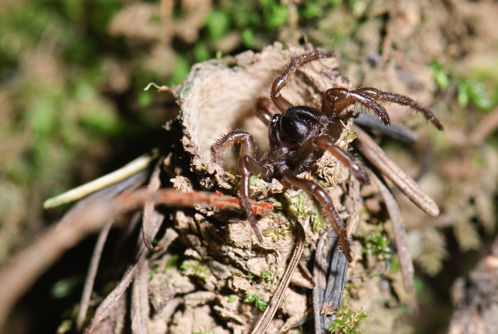 California Turret Spider from Marin County, CA, USA on March 28, 2010 ...