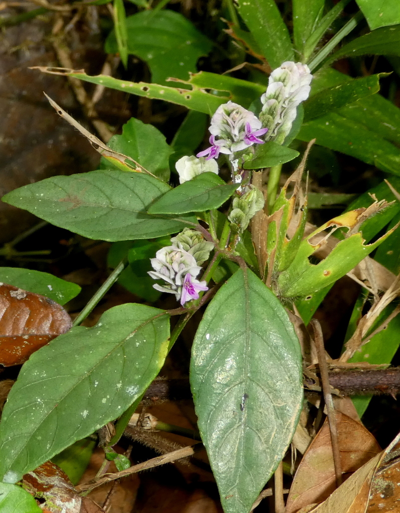 Justicia tenella from Unnamed Road, Andasibe, Madagaskar on November 18 ...