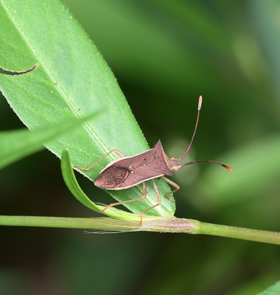 Cletus from 中国福建省三明市梅列区 on October 6, 2025 at 11:00 AM by 管牧山 · iNaturalist