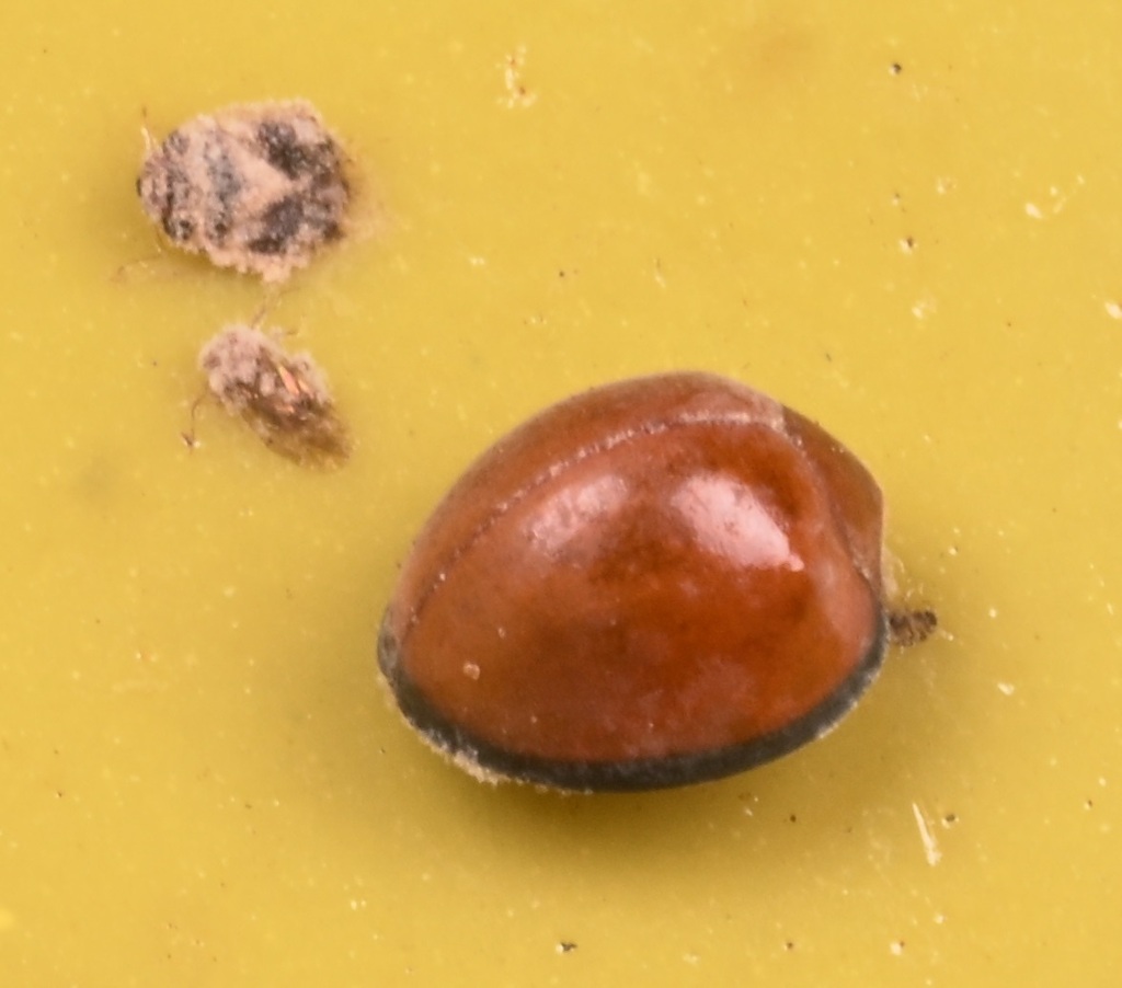 Red Chilocorus from 中国福建省三明市梅列区 on October 6, 2025 at 11:15 AM by 管牧山 ...