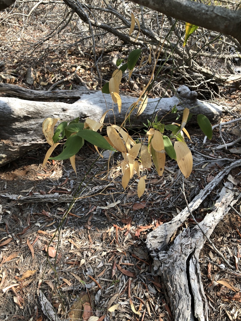 Wombat Berry from Keppel Bay Islands National Park, The Keppels, QLD ...