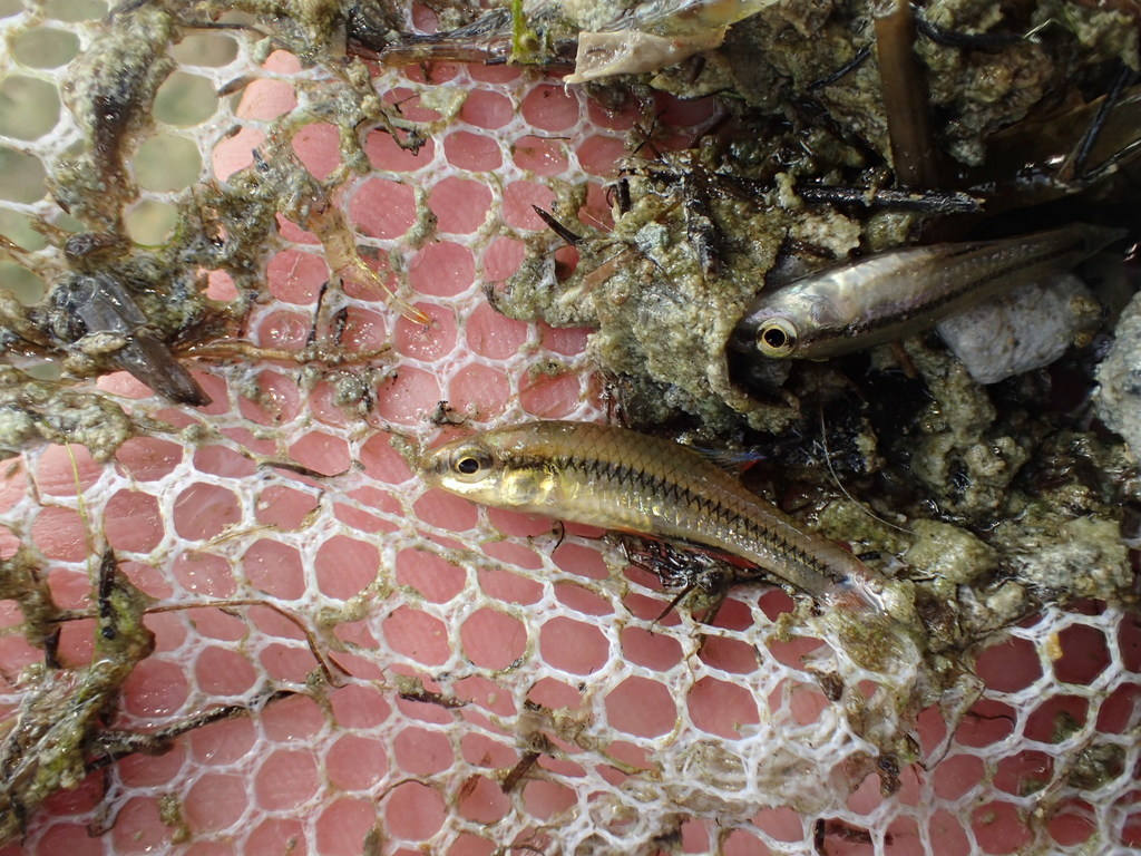 Bluefin Killifish from Miami-Dade County, FL, USA on December 11, 2019 ...