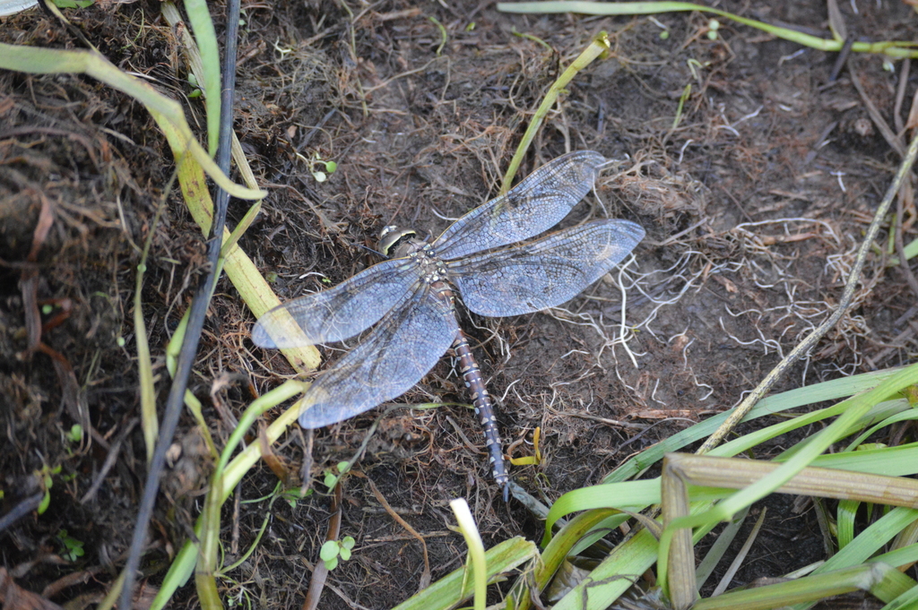 Sedge Darner from Minto Lakes, Alaska, USA on August 01, 2019 at 09:57 ...