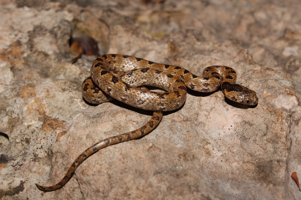 Pygmy Snail Sucker from Unnamed Road, Yuc., México on January 10, 2019 ...