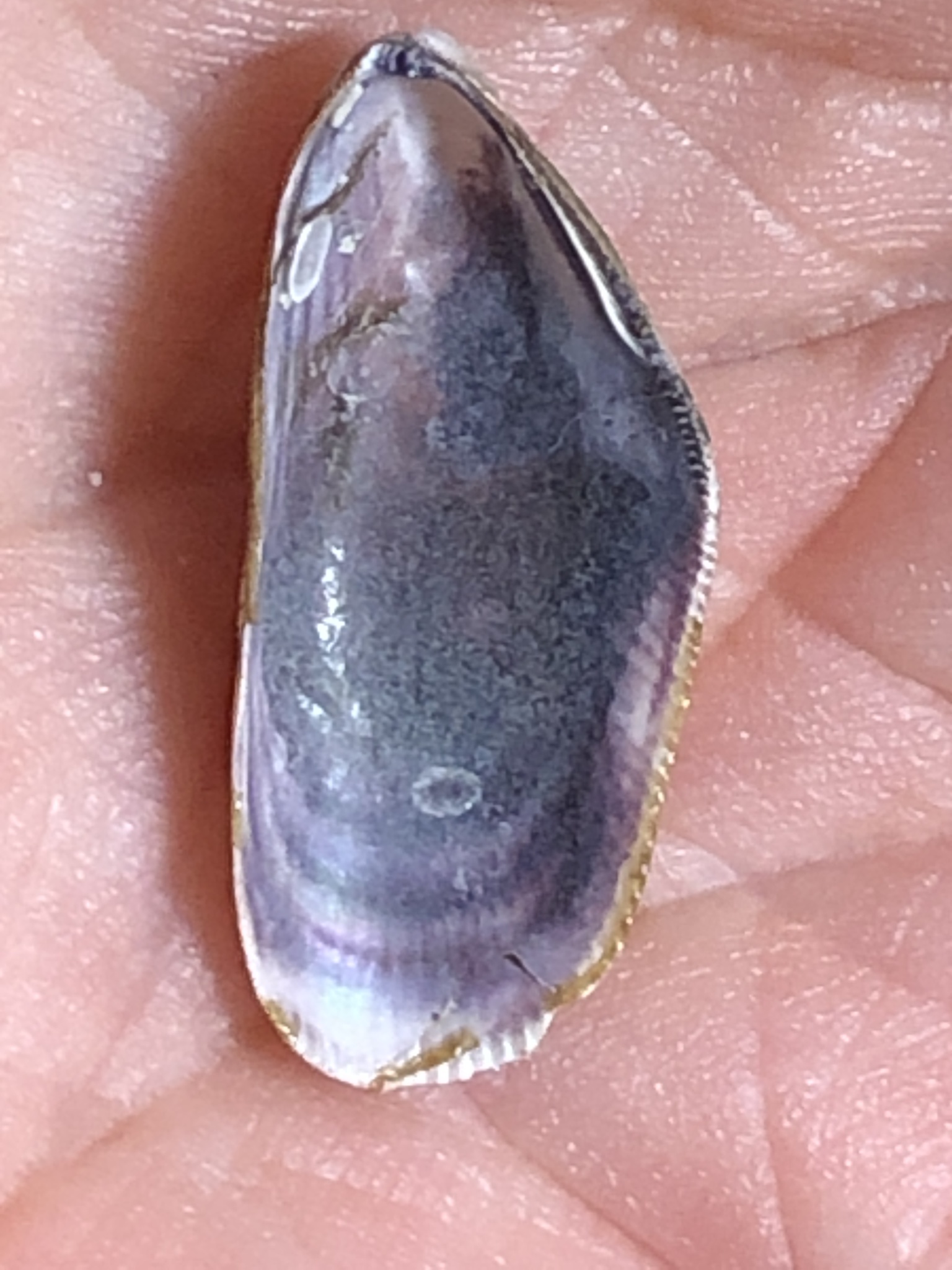 Brachidontes modiolus (Linnaeus, 1767)