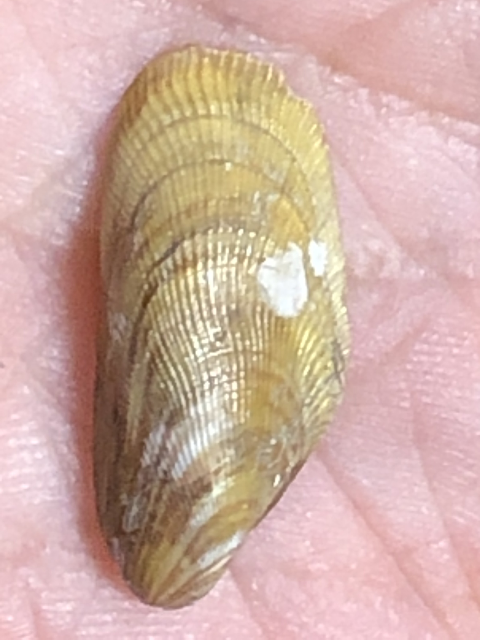 Brachidontes modiolus (Linnaeus, 1767)