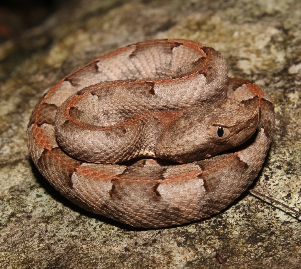 Yucatán Hognose Viper from Valladolid, Yuc., México on October 25, 2018 ...