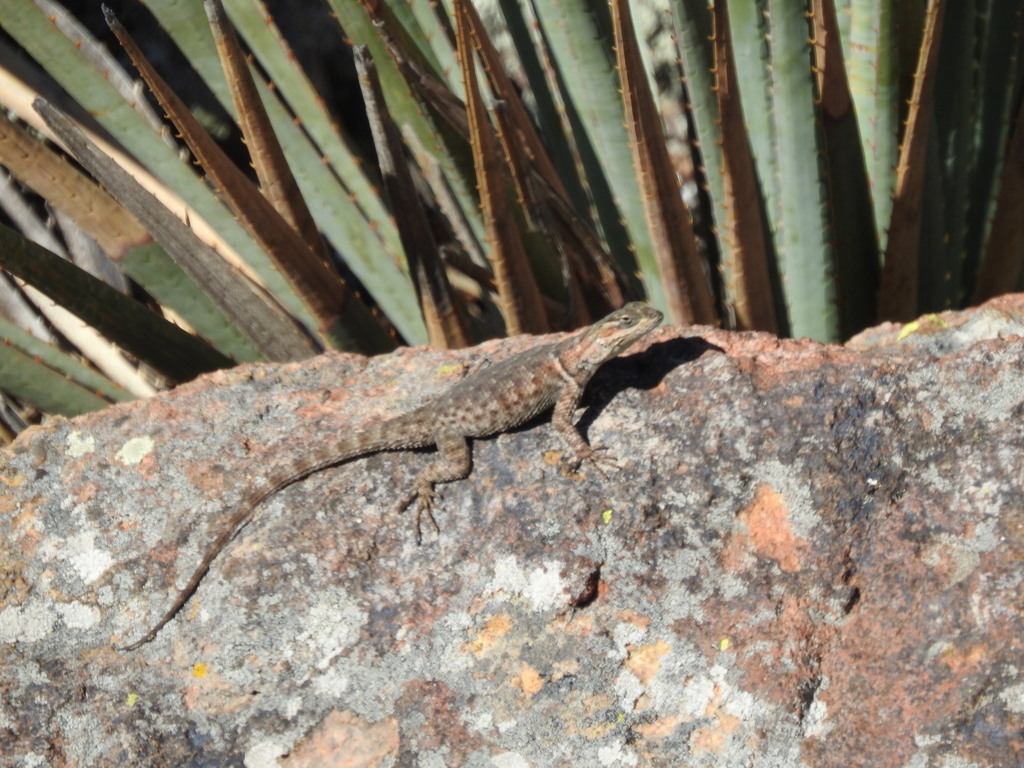 Minor Lizard in December 2019 by brigada_grupo_halcon_rodrigo · iNaturalist