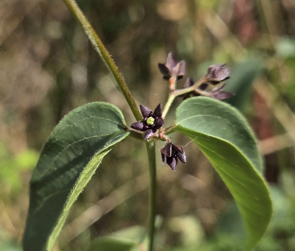 black swallow-wort from Falmouth, ME 04105, USA on August 28, 2025 at ...