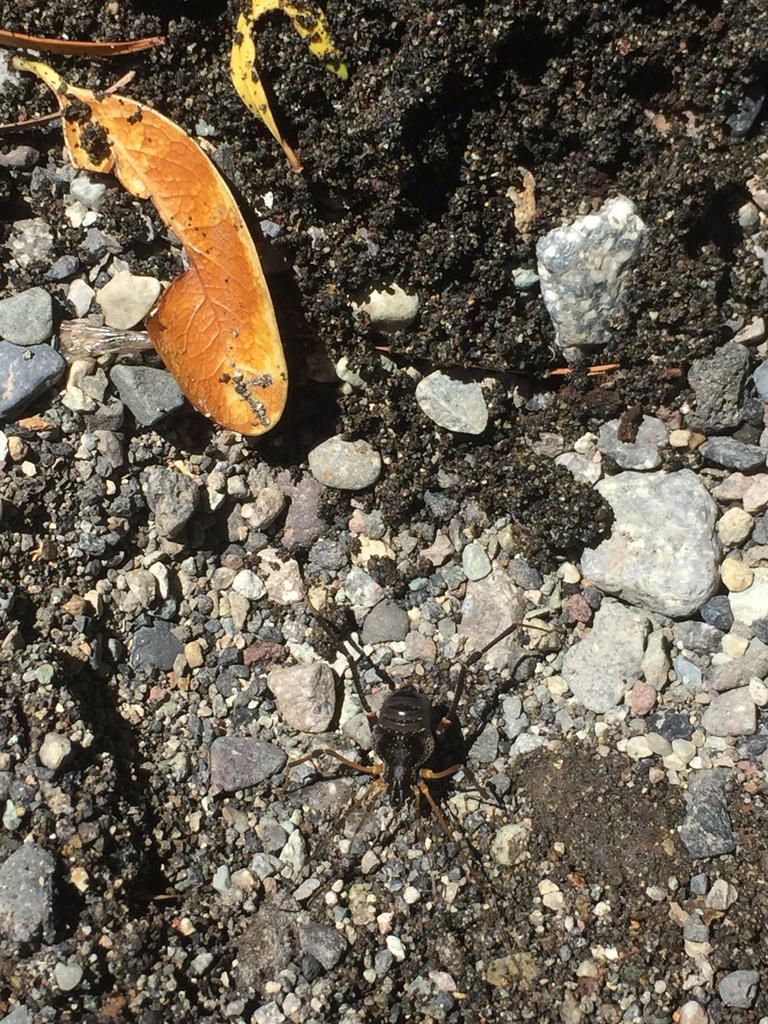 Sadocus asperatus from El Carmen, El Carmen, Biobío, CL on December 20 ...