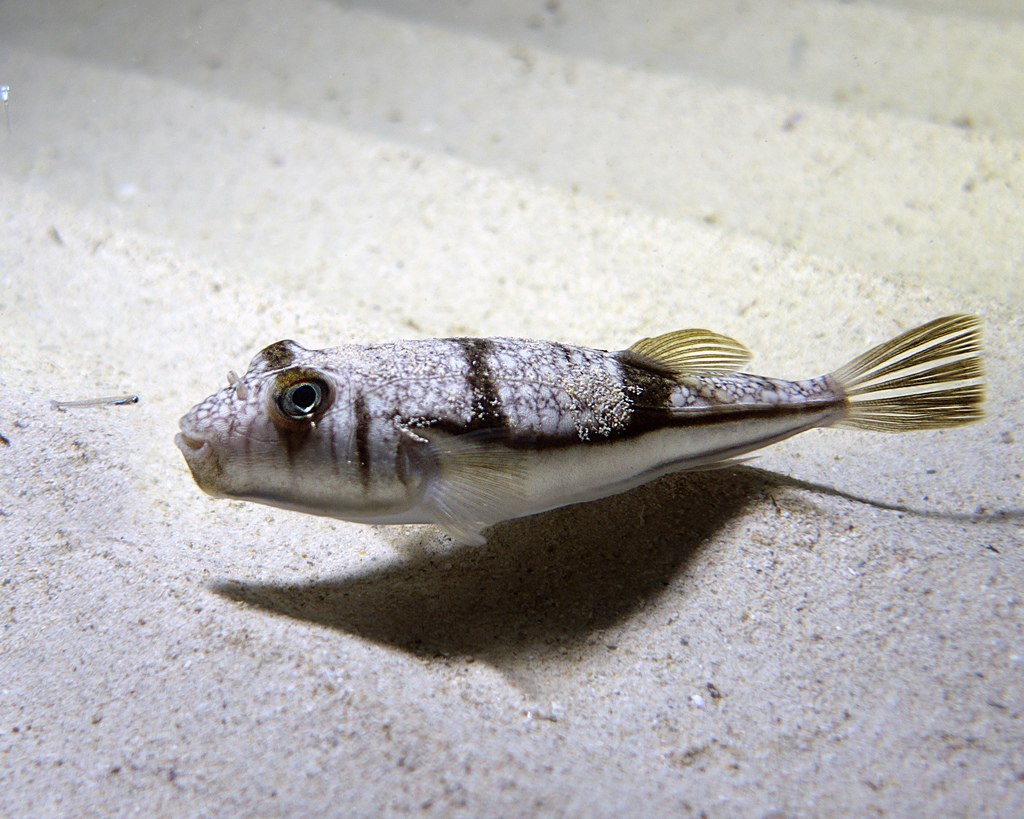 Weeping Toadfish (Torquigener pleurogramma) - Marine Life Identification
