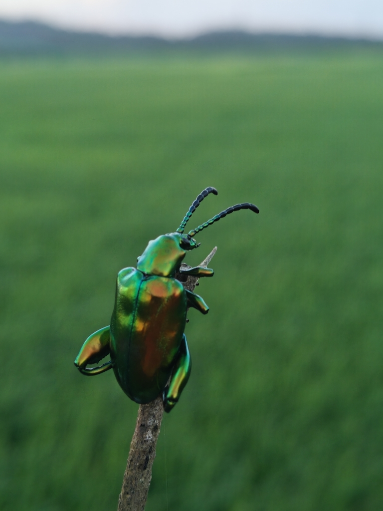 Frog-legged leaf beetle from GXRF+75, Amona, Goa 403505, India on ...