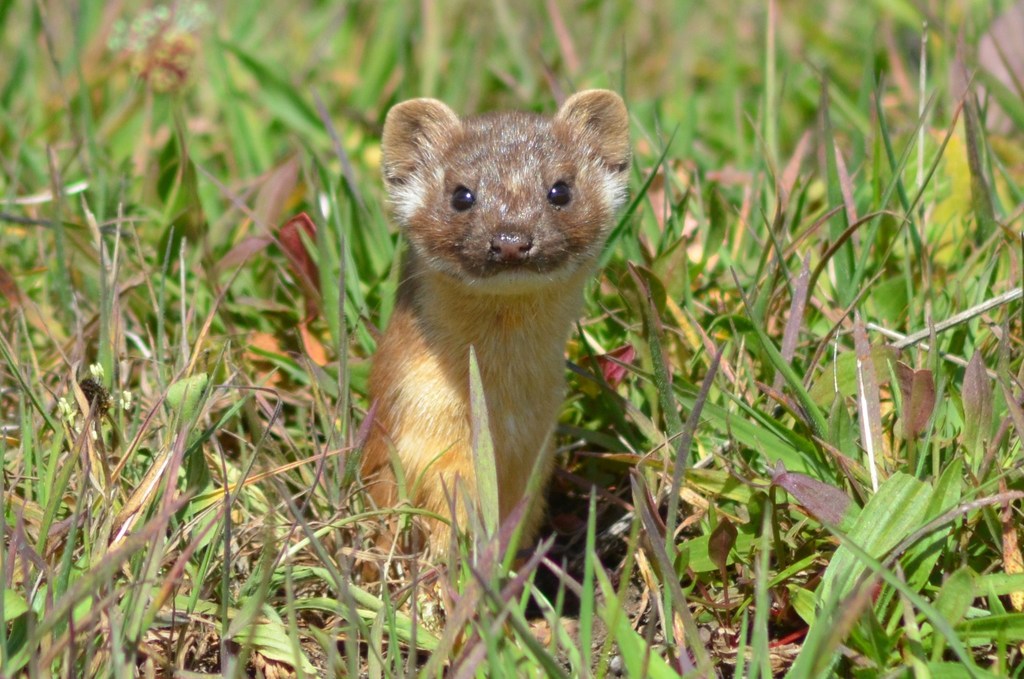 Long-tailed Weasel from Pierce Point Rd, Inverness, CA 94937, USA on ...