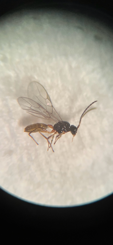 Ephedrus from Westerville, OH, US on October 21, 2025 at 07:04 PM by ...