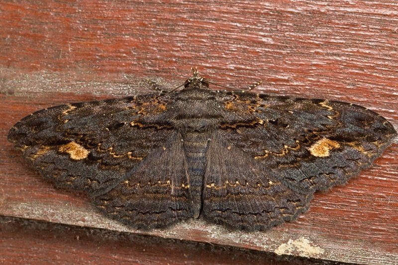 Anisoneura salebrosa from Kinabalu Park, 89300 Kundasang, Sabah ...