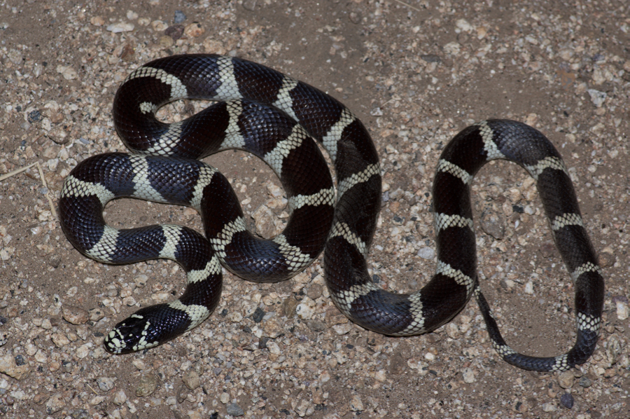 White King Snakes